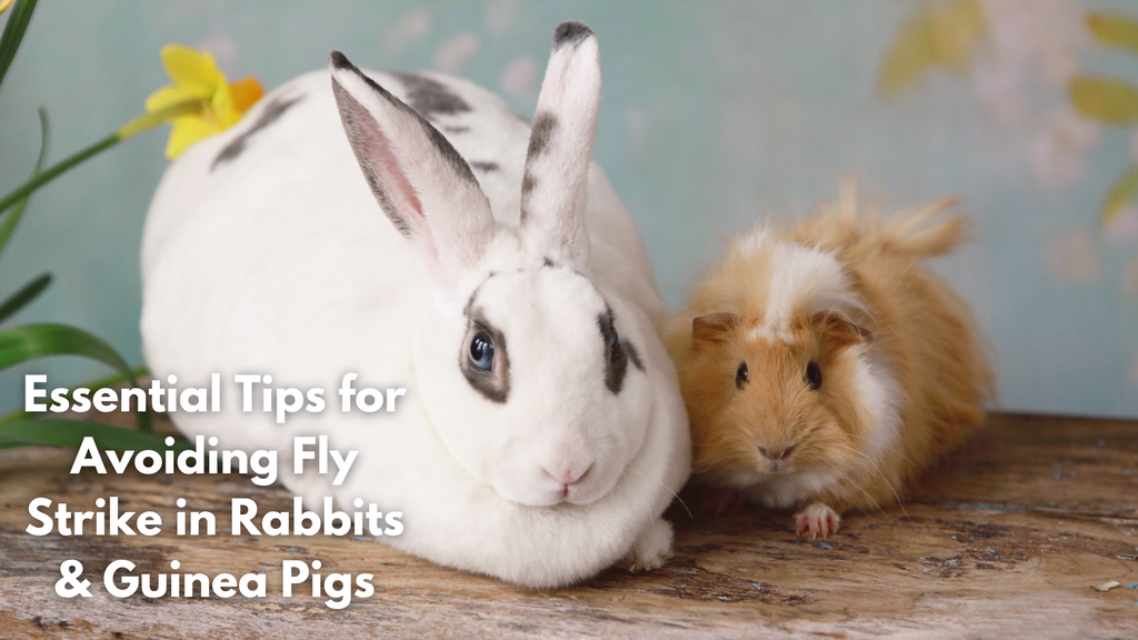 Essential Tips for Avoiding Fly Strike in Rabbits & Guinea Pigs | For ...